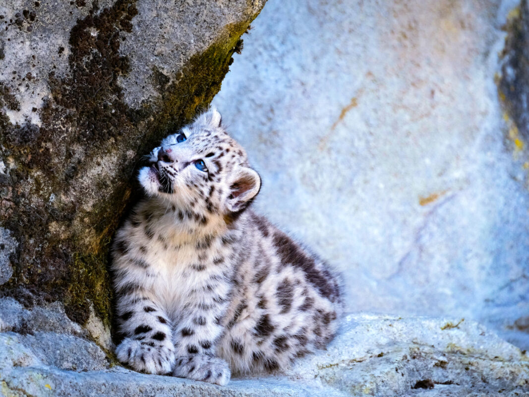 Report Says A Thriving Population of Snow Leopards Roam the High ...