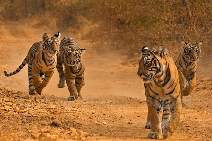 All About Tiger Reserves in India: Safari Options, Best Places to Spot ...