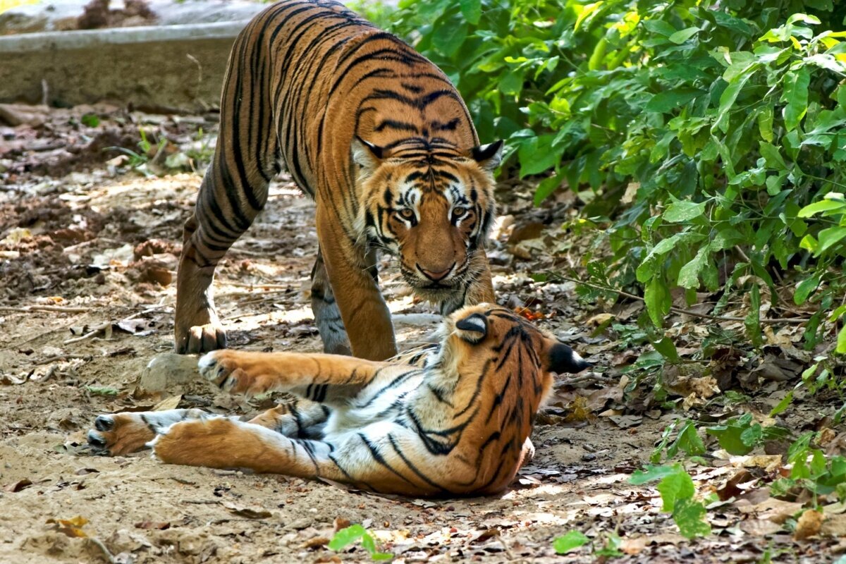 All About Tiger Reserves in India: Safari Options, Best Places to Spot Tigers, and Density-wise ...