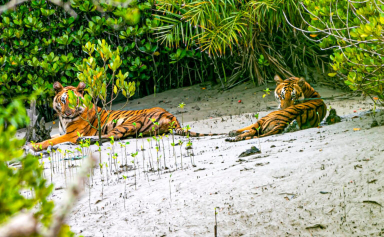 All About Tiger Reserves in India: Safari Options, Best Places to Spot ...
