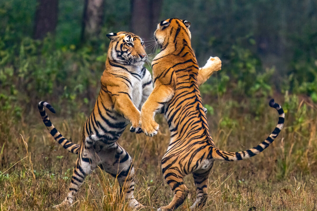All About Tiger Reserves in India: Safari Options, Best Places to Spot Tigers, and Density-wise ...