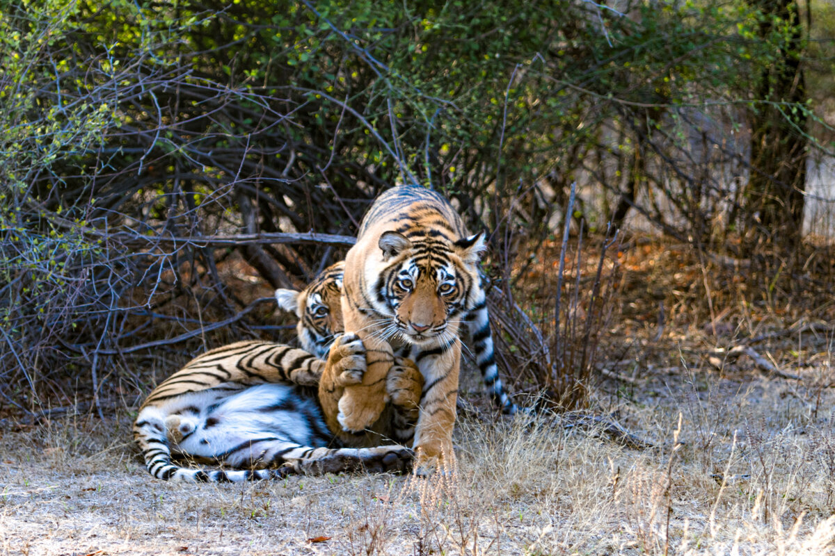 All About Tiger Reserves in India: Safari Options, Best Places to Spot ...