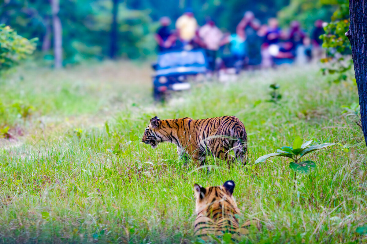 All About Tiger Reserves in India: Safari Options, Best Places to Spot Tigers, and Density-wise ...